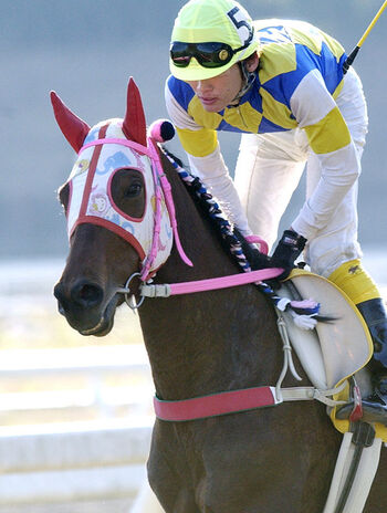 Haru Urara | Uma Musume Wiki | Fandom