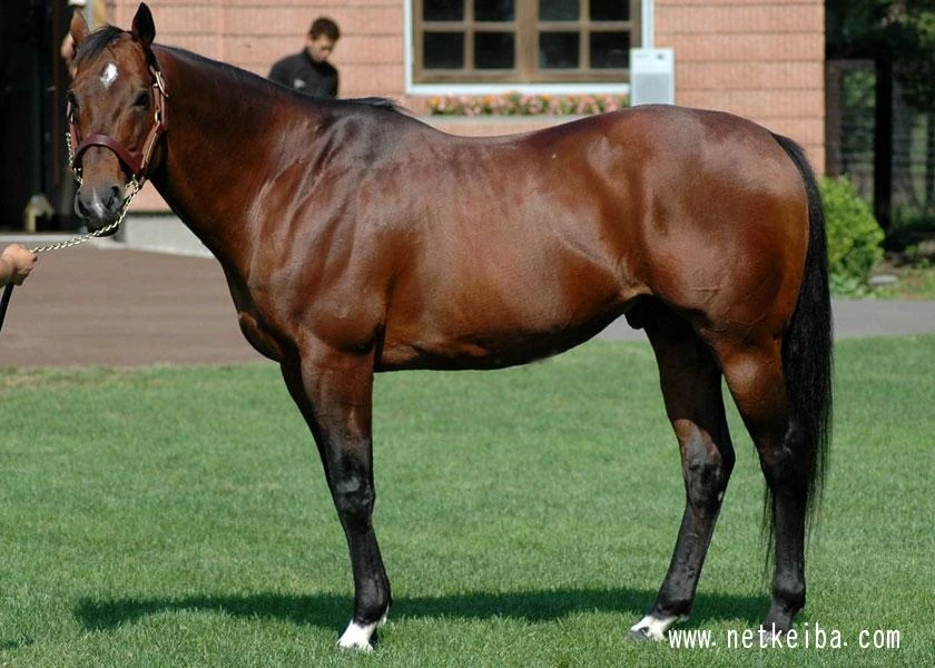 Sakura Bakushin O/Real Life | Umamusume Wiki | Fandom