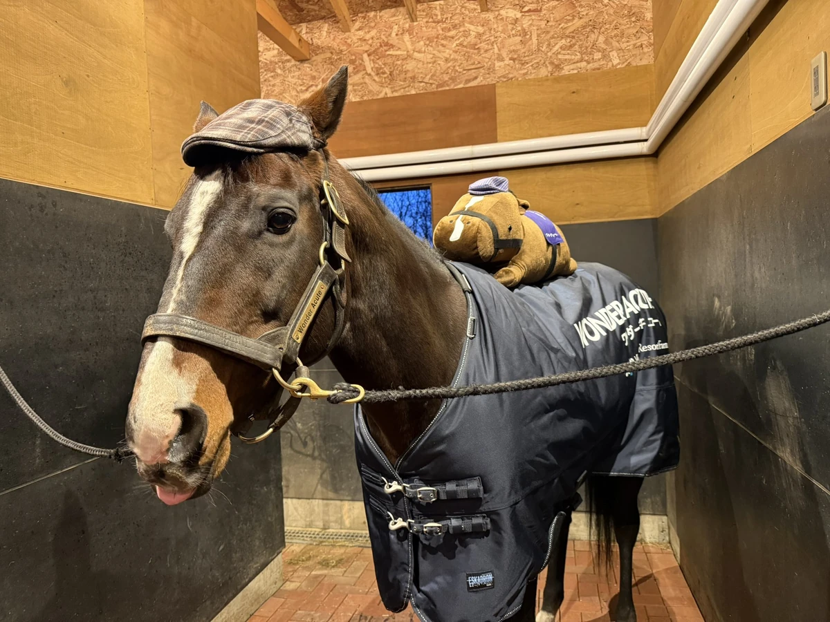 Wonder Acute/Real Life | Umamusume Wiki | Fandom