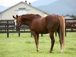 Dicta Striker | Umamusume Wiki | Fandom