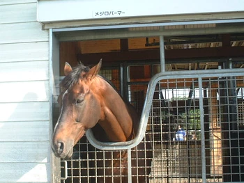 Mejiro Palmer | Uma Musume Wiki | Fandom