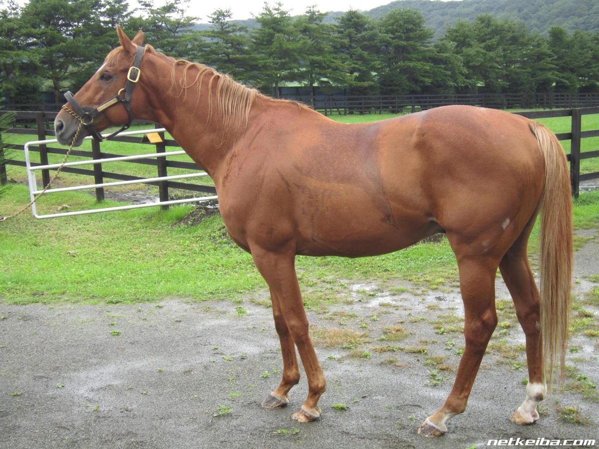 Taiki Shuttle/Real Life | Umamusume Wiki | Fandom