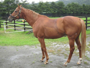 Taiki Shuttle | Uma Musume Wiki | Fandom