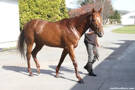 Smart Falcon/Real Life | Umamusume Wiki | Fandom