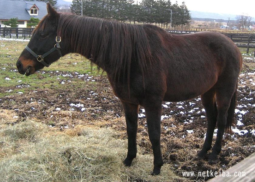 Sakura Chiyono O/Real Life | Umamusume Wiki | Fandom