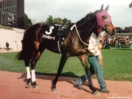 Special Week/Real Life | Umamusume Wiki | Fandom