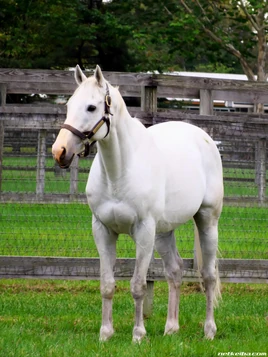 Gold Ship/Real Life | Umamusume Wiki | Fandom