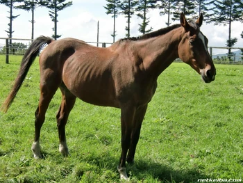 Mejiro Ryan | Uma Musume Wiki | Fandom