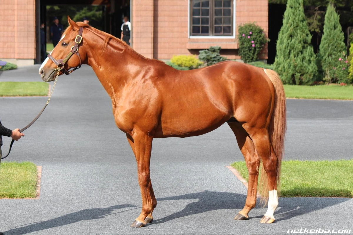 Orfevre/Real Life | Umamusume Wiki | Fandom