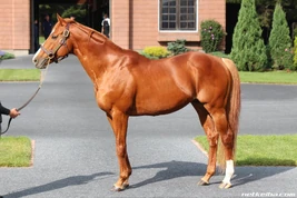 Orfevre | Umamusume Wiki | Fandom