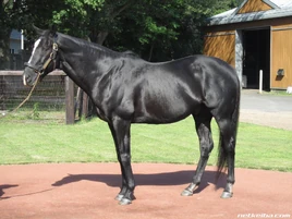 Manhattan Cafe/Real Life | Umamusume Wiki | Fandom