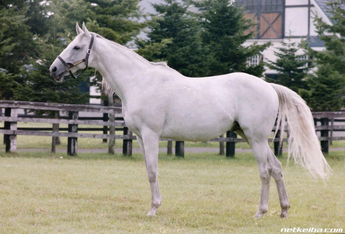 Tamamo Cross/Real Life | Umamusume Wiki | Fandom