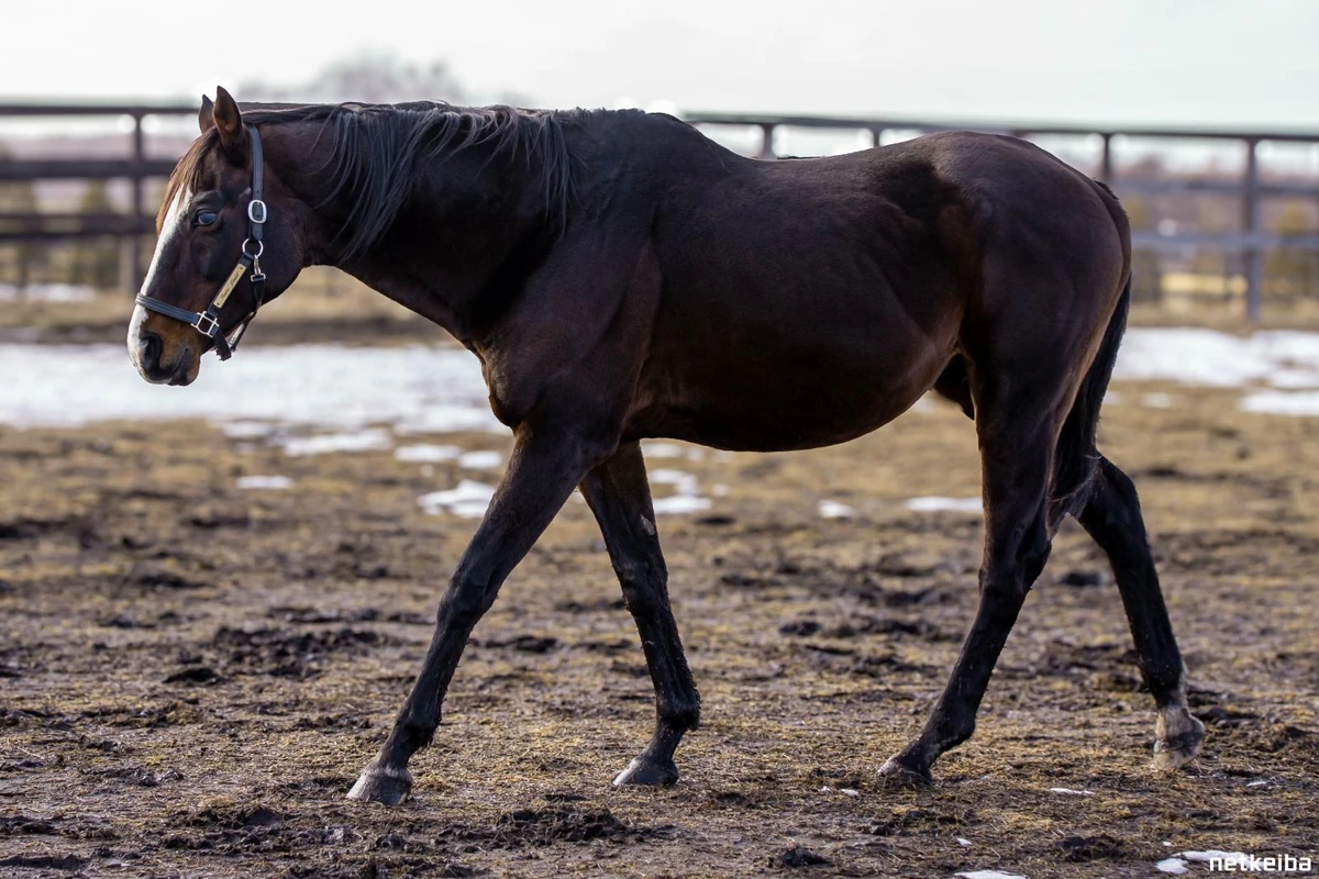 Tanino Gimlet/Real Life | Umamusume Wiki | Fandom