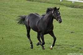 Stay Gold/Real Life | Umamusume Wiki | Fandom