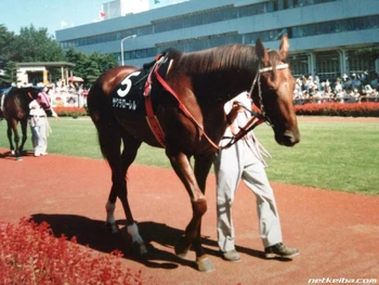 Sakura Laurel | Uma Musume Wiki | Fandom