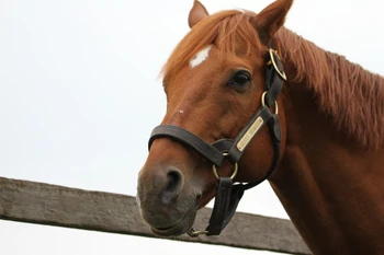 Grass Wonder | Uma Musume Wiki | Fandom