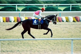 Mill Wakaba | Umamusume Wiki | Fandom