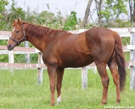 T.M. Opera O/Real Life | Umamusume Wiki | Fandom