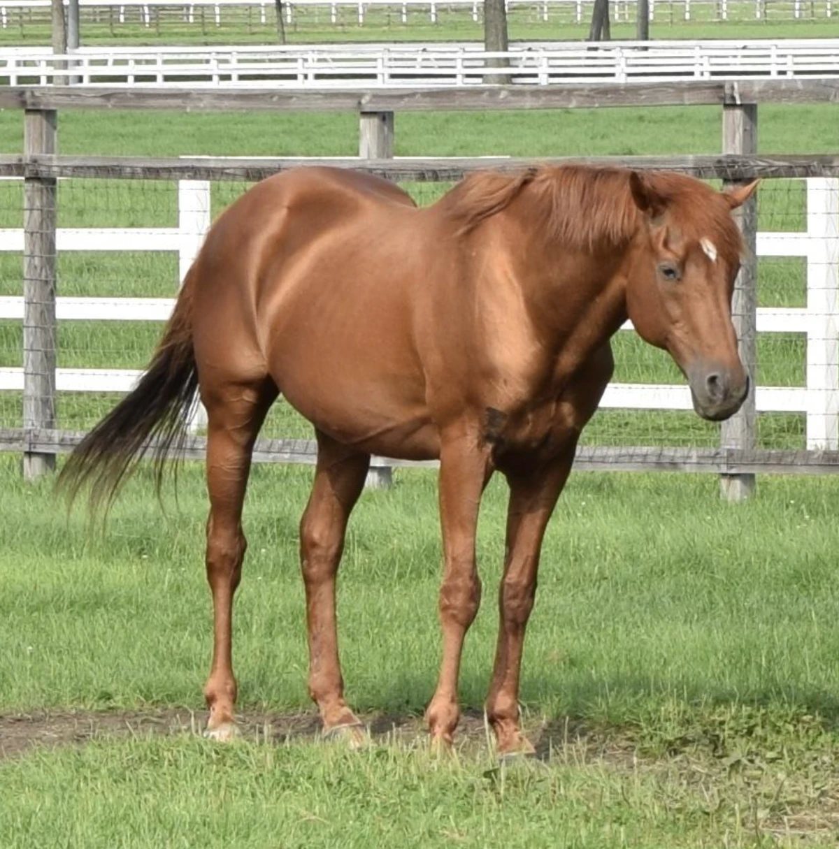 Grass Wonder/Real Life | Umamusume Wiki | Fandom
