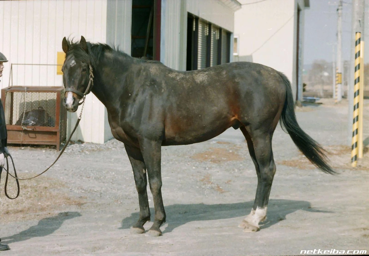 Mejiro Ardan/Real Life | Umamusume Wiki | Fandom