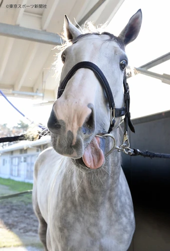 Gold Ship | Uma Musume Wiki | Fandom