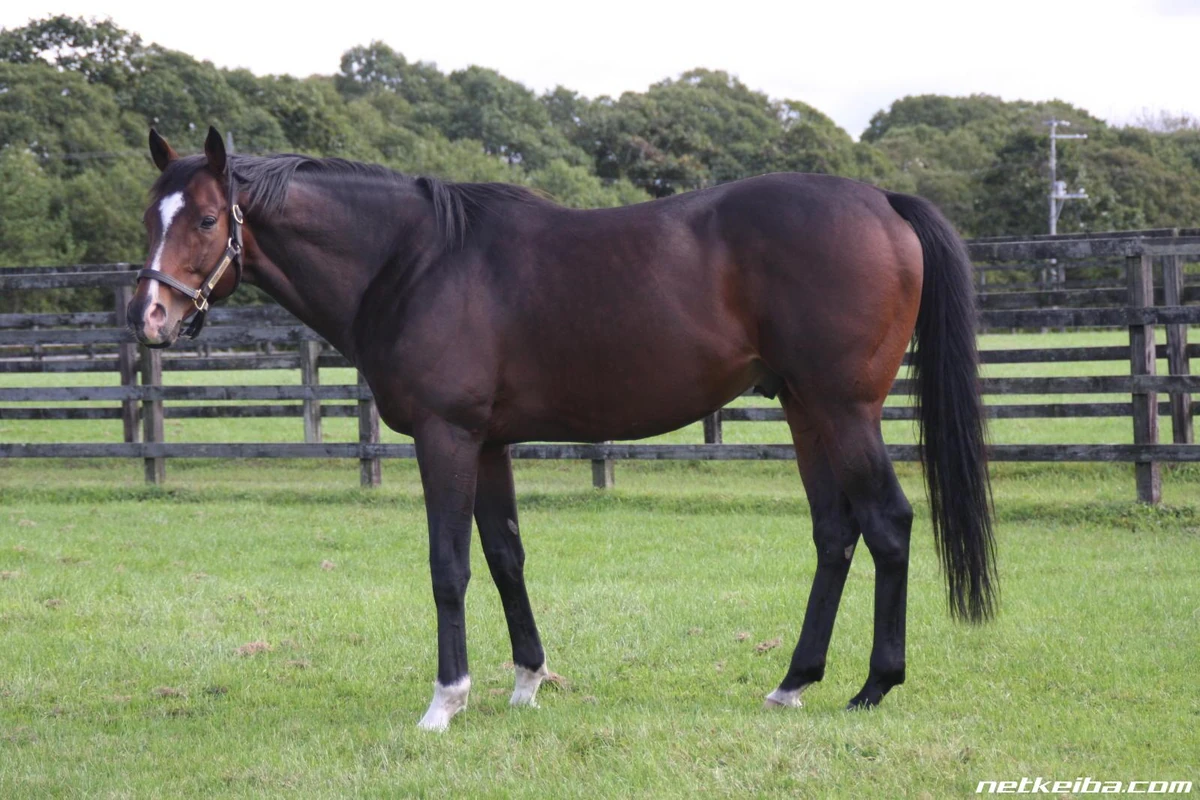 Tosen Jordan/Real Life | Umamusume Wiki | Fandom