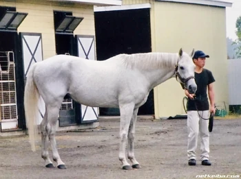 Oguri Cap | Uma Musume Wiki | Fandom