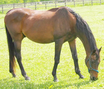 Akitsu Teio | Uma Musume Wiki | Fandom