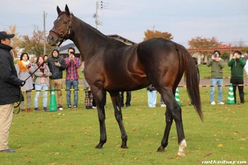 Win Variation | Uma Musume Wiki | Fandom