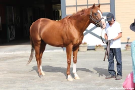 Mayano Top Gun/Real Life | Umamusume Wiki | Fandom