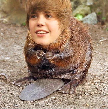Animals That Look Like Justin Bieber