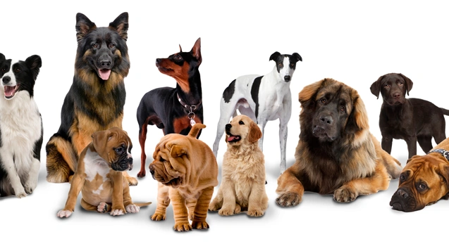 Famous Dogs | Unbelievable Wikia | Fandom