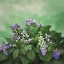 Beach Vitex | Official Uncharted Waters Wiki | Fandom