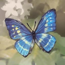 Morpho Cypris | Official Uncharted Waters Wiki | Fandom
