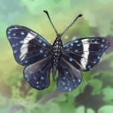 Queen Cracker | Official Uncharted Waters Wiki | Fandom