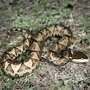 Snorkel Viper | Official Uncharted Waters Wiki | Fandom