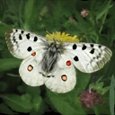 Apollo | Official Uncharted Waters Wiki | Fandom