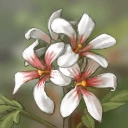 Yellow and Red Flower Map | Official Uncharted Waters Wiki | Fandom