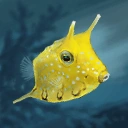 Box-like fish map | Official Uncharted Waters Wiki | Fandom