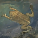 Investigation of flat creature | Official Uncharted Waters Wiki | Fandom