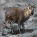 4-eyed Deer | Official Uncharted Waters Wiki | Fandom