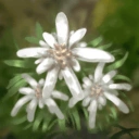 Highland white flower map | Official Uncharted Waters Wiki | Fandom