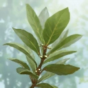 Tree that loves the sun | Official Uncharted Waters Wiki | Fandom