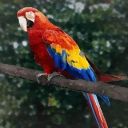 A bird of seven colours | Official Uncharted Waters Wiki | Fandom