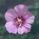 Eternal Flower | Official Uncharted Waters Wiki | Fandom