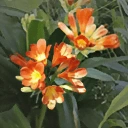 Noble flower of Africa | Official Uncharted Waters Wiki | Fandom