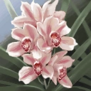 Flower that feels love | Official Uncharted Waters Wiki | Fandom