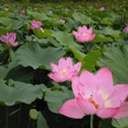 Holy flower | Official Uncharted Waters Wiki | Fandom