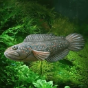 Chinese Snakehead | Official Uncharted Waters Wiki | Fandom