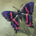 Butterfly with beautiful wings | Official Uncharted Waters Wiki | Fandom